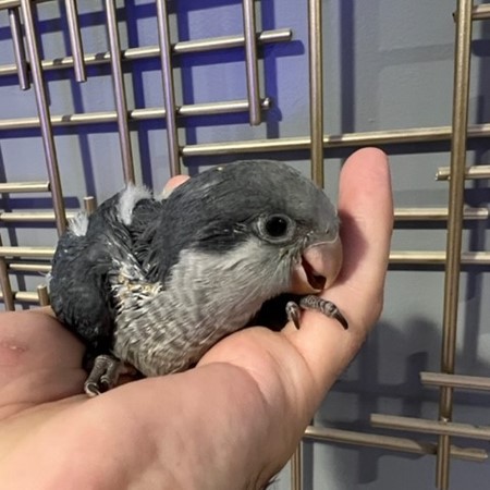 Quaker Parrot #197206 for sale in Des Plaines, IL