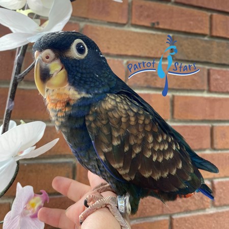 Bronze Wing Pionus #197235 for sale in Arlington Heights, IL