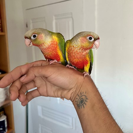 Green Cheek Conure #197244 for sale in Vallejo, CA