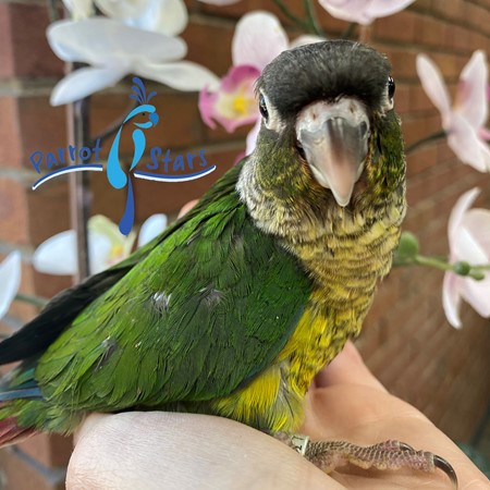 Green Cheek Conure #197388 for sale in Arlington Heights, IL