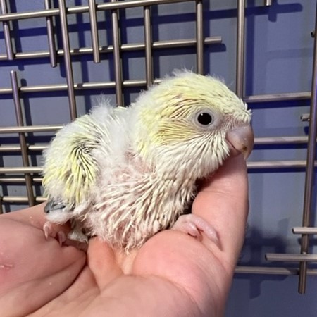 Quaker Parrot #197441 for sale in Des Plaines, IL