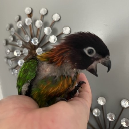 Yellow-streaked Lory #197508 for sale in Niles, IL