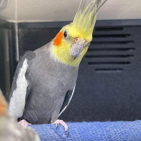 Cockatiel #197792 for sale in Webster, NY