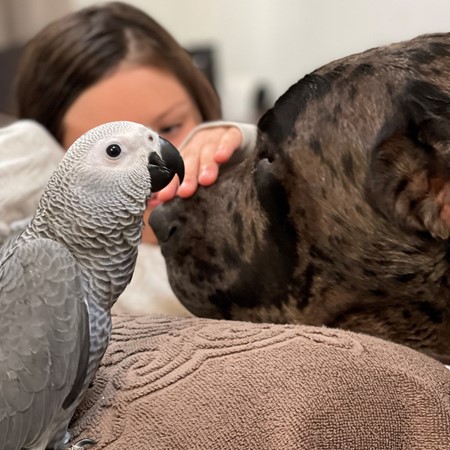 African Grey Congo Parrot #197923 for sale in Old Hickory, TN