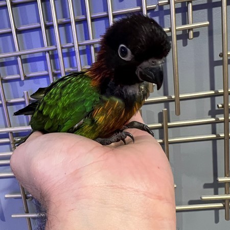 Yellow-streaked Lory #197996 for sale in Niles, IL