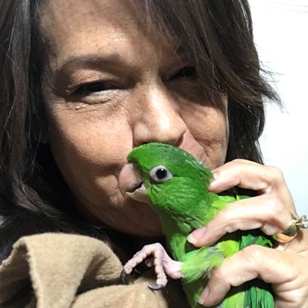 Blue Crown Conure #198302 for sale in East of Dallas (off of I 20 ...