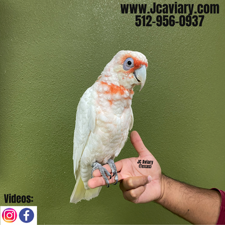 Slender Billed Corella Cockatoo #198385 for sale in Austin, TX