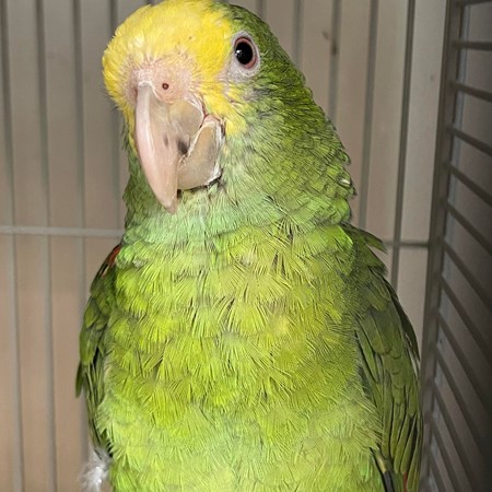 Double Yellow Head Amazon #198392 for sale in Webster, NY