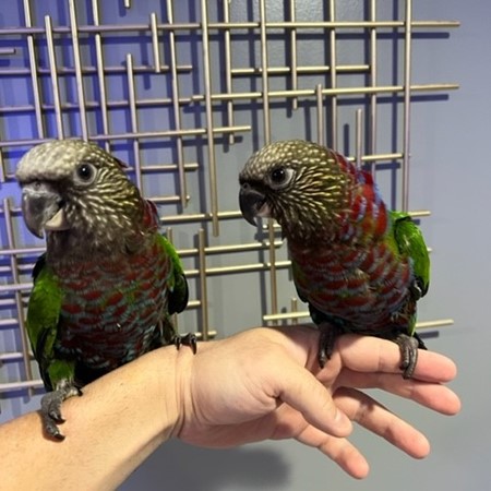 Hawkhead Parrot #198680 for sale in Niles, IL