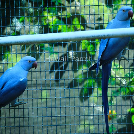 Ringneck Indian Parakeet #198716 for sale in honolulu, HI