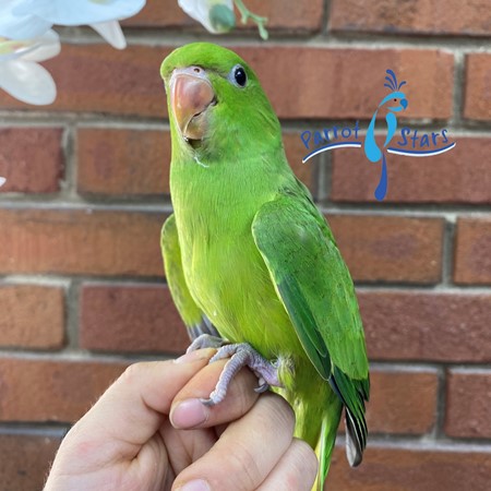 Ringneck African Parakeet #198760 for sale in Arlington Heights, IL