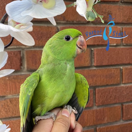 Ringneck African Parakeet #198878 for sale in Arlington Heights, IL