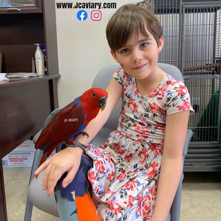 Solomon Island Eclectus #199208 for sale in Austin, TX