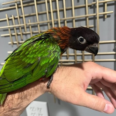 Yellow-streaked Lory #199217 for sale in Niles, IL