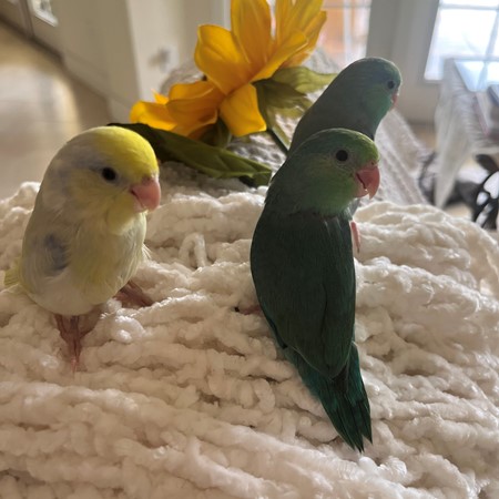 Celestial (Pacific) Parrotlet #199241 for sale in Orlando, FL