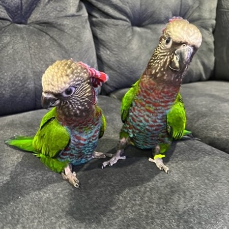 Hawkhead Parrot #199287 for sale in Niles, IL