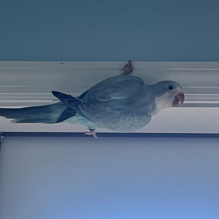 Quaker Parrot #199435 for sale in Orlando, FL