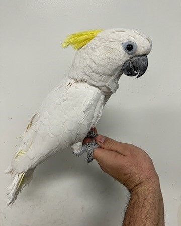 Triton Cockatoo #199607 for sale in port charlotte, FL