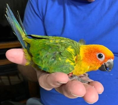 Sun Conure #199689 for sale in Miami, FL