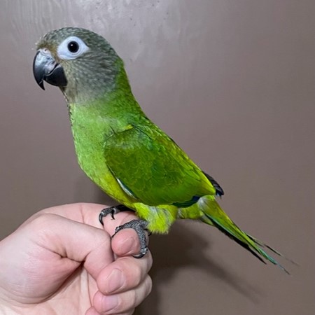 Dusky Conure #199974 for sale in Rogers City, MI