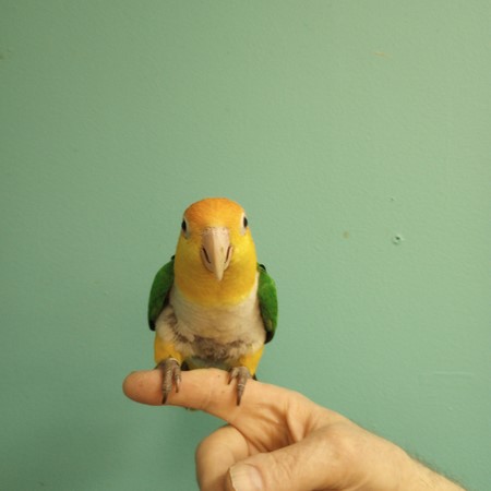 White Bellied Caique #200021 for sale in Rockville Centre, NY