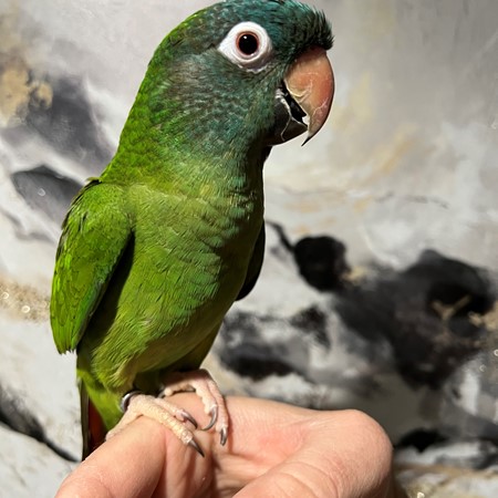 Blue Crown Conure #200121 for sale in Niles, IL