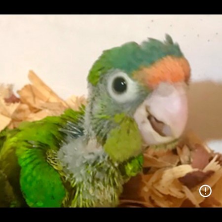 Half Moon Conure #200638 for sale in East of Dallas (off of I 20 ...