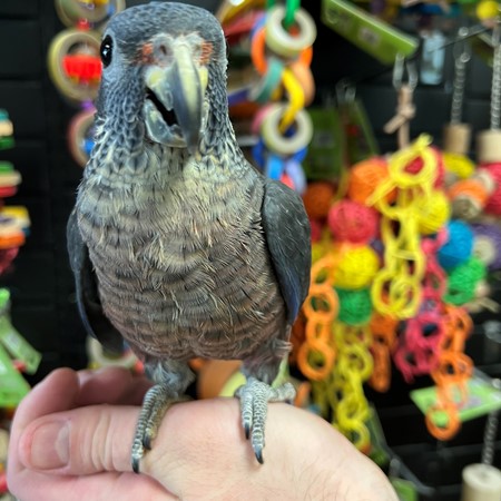 Dusky Pionus #200694 for sale in Niles, IL