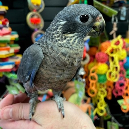 Dusky Pionus #200831 for sale in Niles, IL
