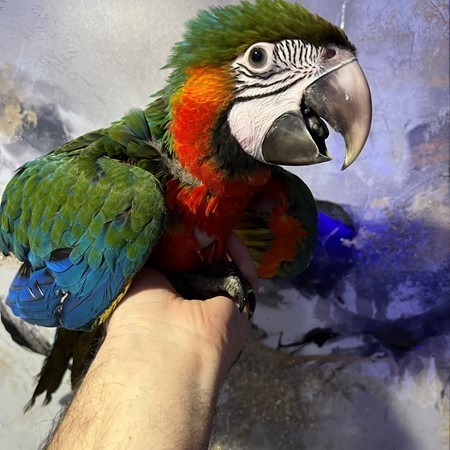 Hybrid Macaw #200942 for sale in Niles, IL