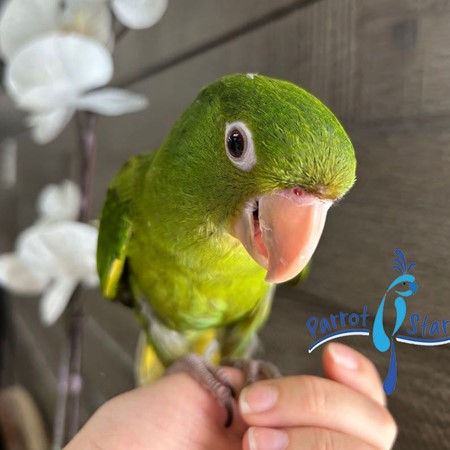 White Eye Conure #201036 for sale in Arlington Heights, IL