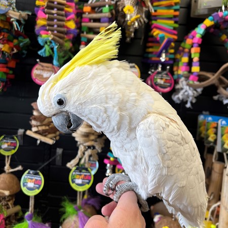 Triton Cockatoo #201241 for sale in Niles, IL