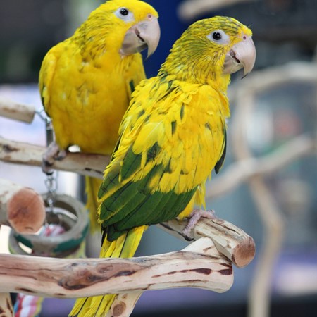 Golden Conure #201507 for sale in Flower Mound, TX