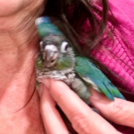 Green Cheek Conure #201604 for sale in East of Dallas (off of I 20 ...