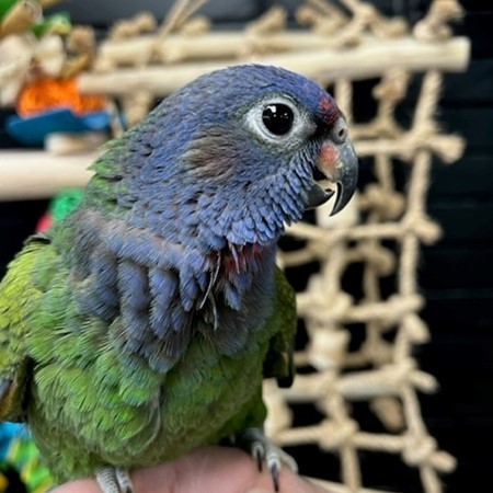 Blue Headed Pionus #201615 for sale in Niles, IL