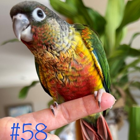 Green Cheek Conure #201633 for sale in Gainesville, VA