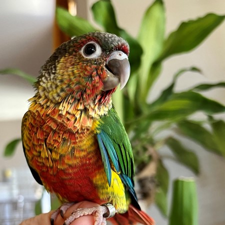 Green Cheek Conure #201636 for sale in Gainesville, VA