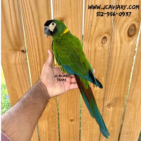 Yellow Collar Macaw #201730 for sale in Austin, TX