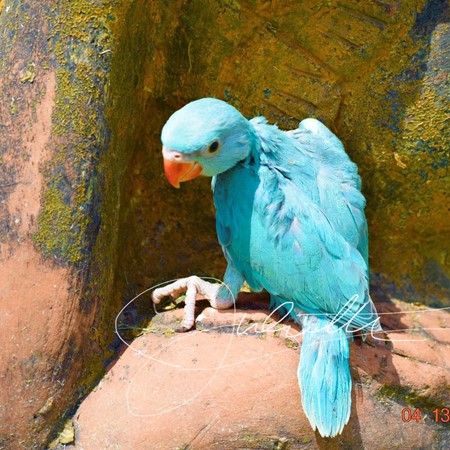 Ringneck Indian Parakeet #201756 for sale in Austin , TX