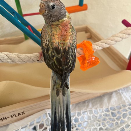 Bourke Parakeet #201812 for sale in Orlando, FL