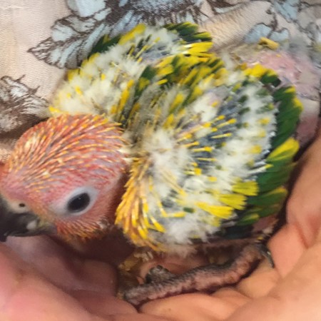 Sun Conure #201825 for sale in East of Dallas (off of I 20) Lindale Tx, TX