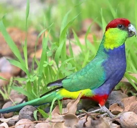 Mallee Ringneck Parakeet (Barnard Parrot) #201967 for sale in Van ...