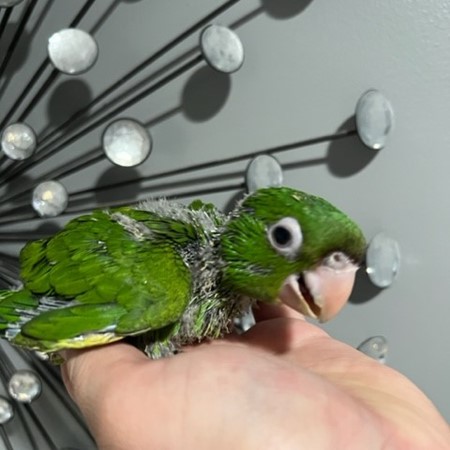 Cherry Head Conure #202069 for sale in Niles, IL