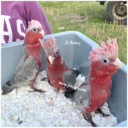 Rose Breasted Cockatoo #202116 for sale in Austin, TX