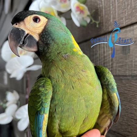 Yellow Collar Macaw #202136 for sale in Arlington Heights, IL