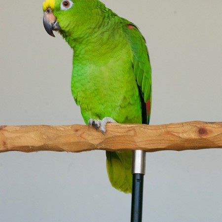 Yellow Fronted Amazon #202175 for sale in West Saint Paul, MN