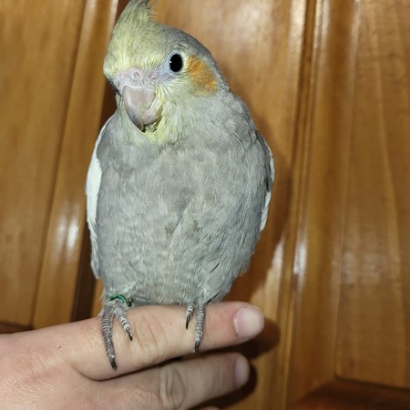 Cockatiel #202280 for sale in Ona, WV
