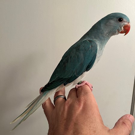 Ringneck Indian Parakeet #202316 for sale in Raleigh, , NC