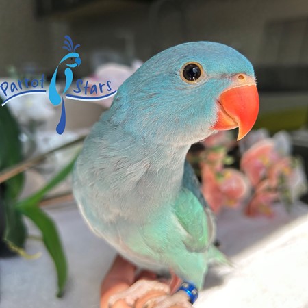 Ringneck Indian Parakeet #202328 for sale in Arlington Heights, IL