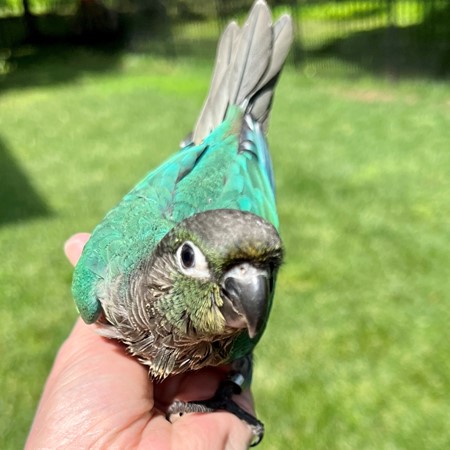 Green Cheek Conure #201990 for sale in Gainesville, VA